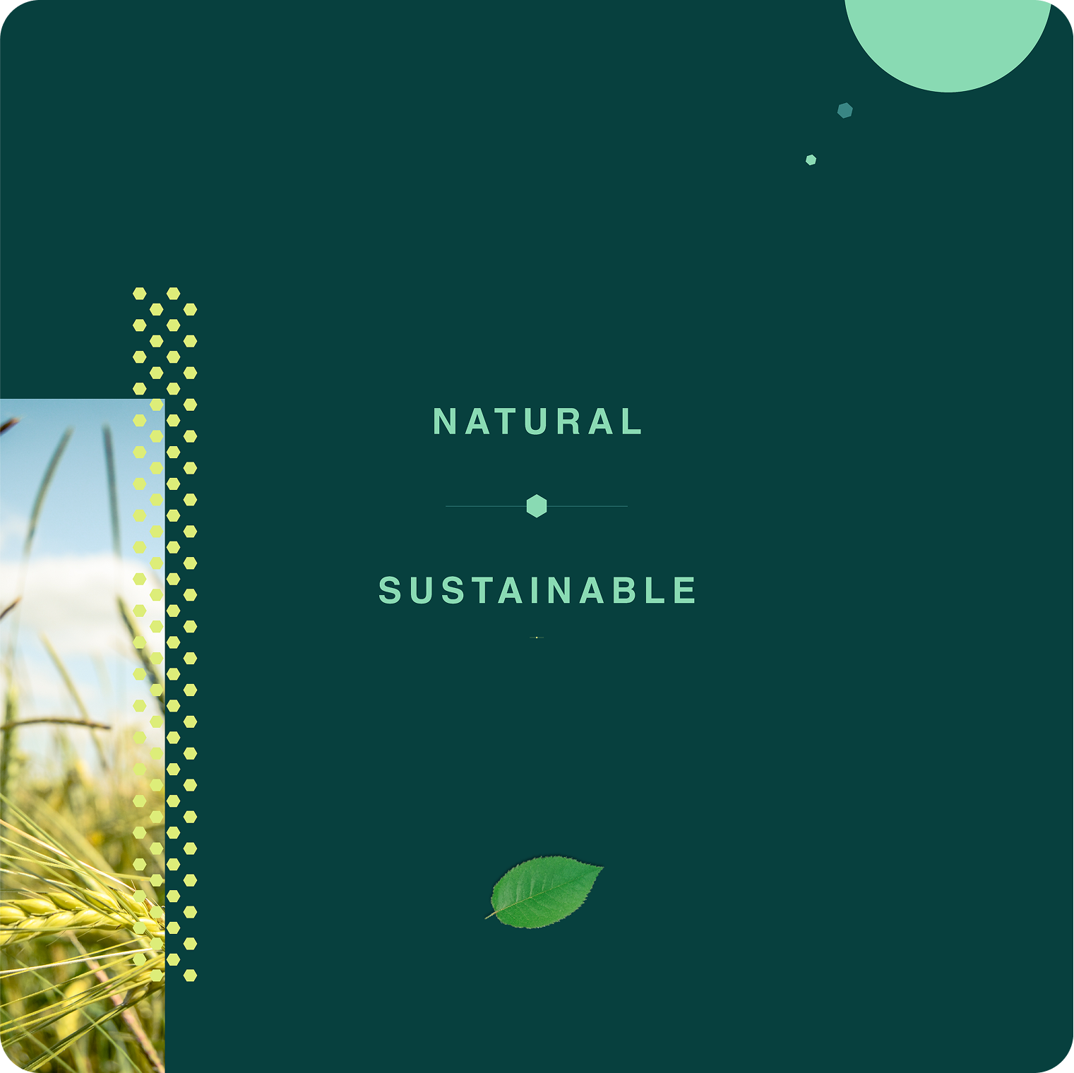 Brontide – Sustainable Biotech Web Development by Storm Brain